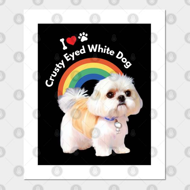 Crusty Eyed Malshi Puppy Fluffy Crusty White Dog - Crusty White Dog ...