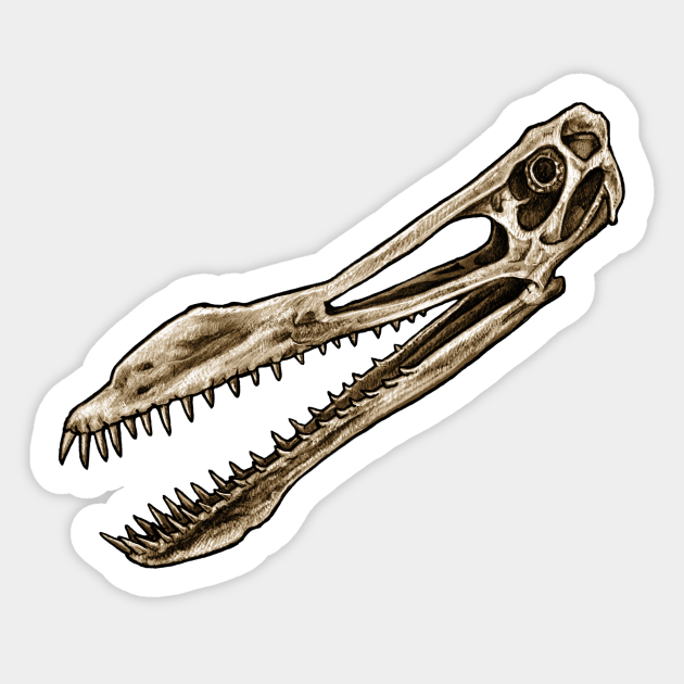 Anhanguera Pterosaur Skull - Anhanguera - Sticker | TeePublic