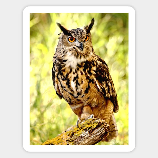 Eurasian Eagle Owl - Owl - Sticker | TeePublic
