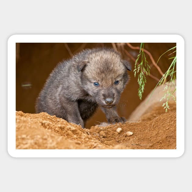 Timber Wolf Pup - Timber Wolf - Sticker | TeePublic