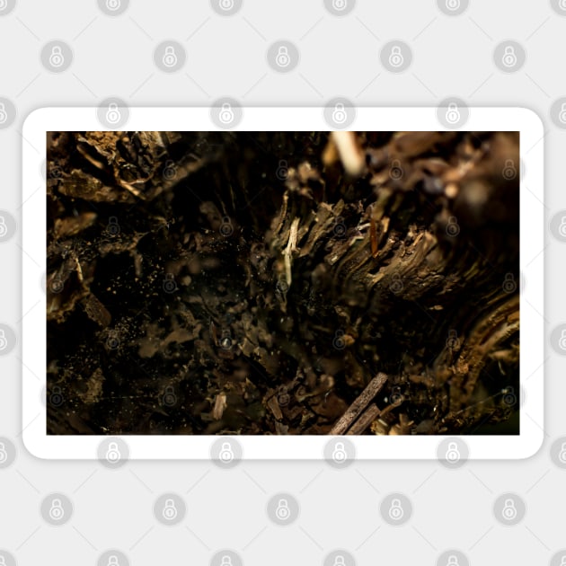 Rotting Wood - Wood - Sticker | TeePublic