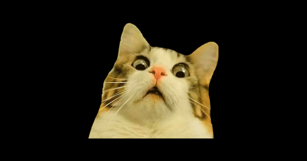 Surprised cat - Surprised Cat Memes - Posters and Art Prints | TeePublic