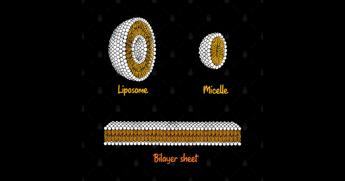 Phospholipids arrangement. Liposome Micelle soap phospholipid bilayer ...