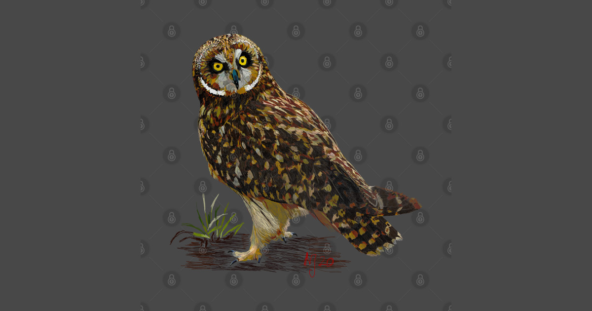 Pueo, Hawaiian Owl - Owl - T-Shirt | TeePublic