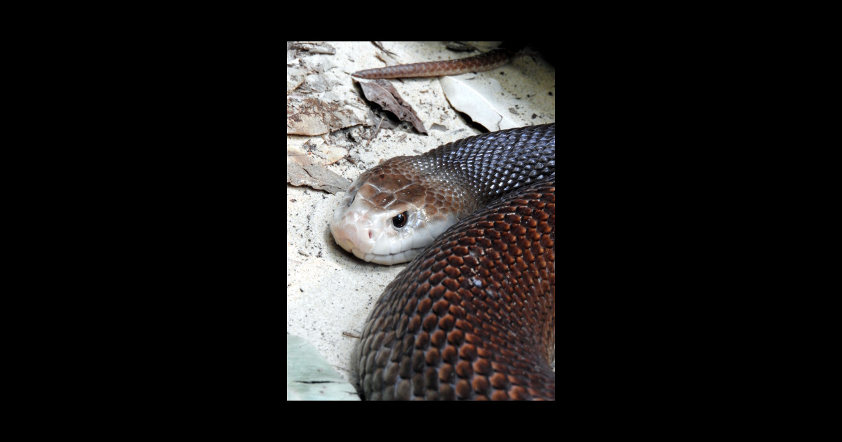 Coastal Taipan - Taipan - Sticker | TeePublic