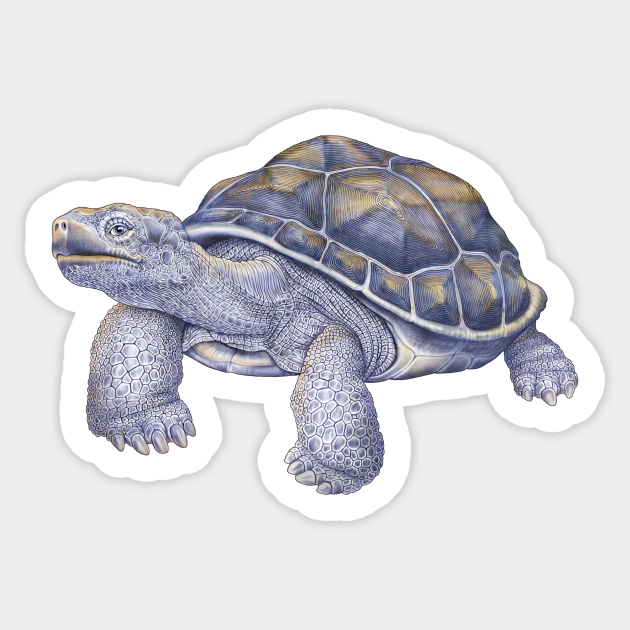 Tortoise - Tortoise - Sticker | TeePublic