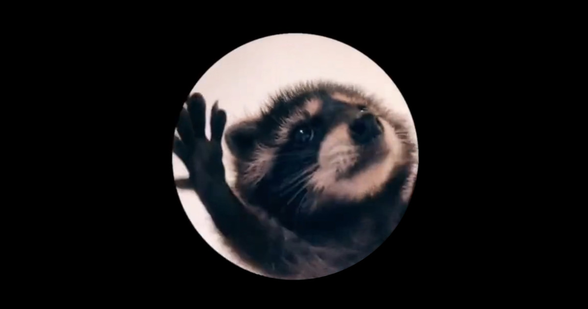 PEDRO PEDRO RACCOON - Raccoon - Sticker | TeePublic