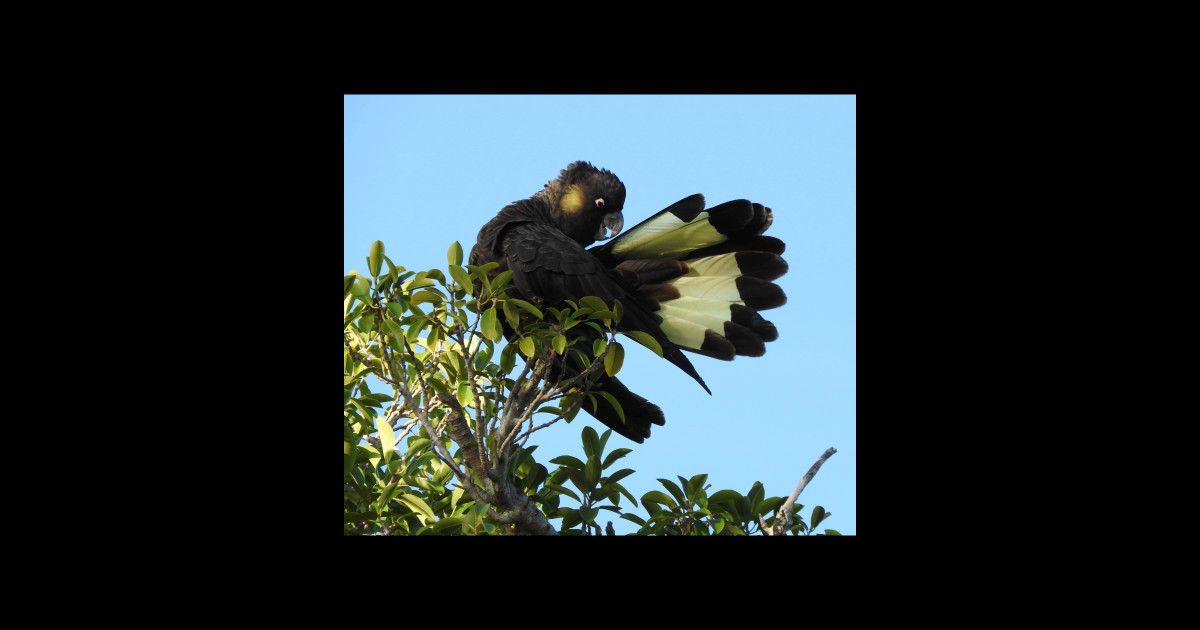 Yellow Tailed Black Cockatoo Cockatoo Posters And Art Prints Teepublic