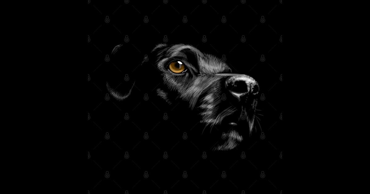 Black Lab Labrador Retriever Gold Eye Retriever Love - Black Lab ...