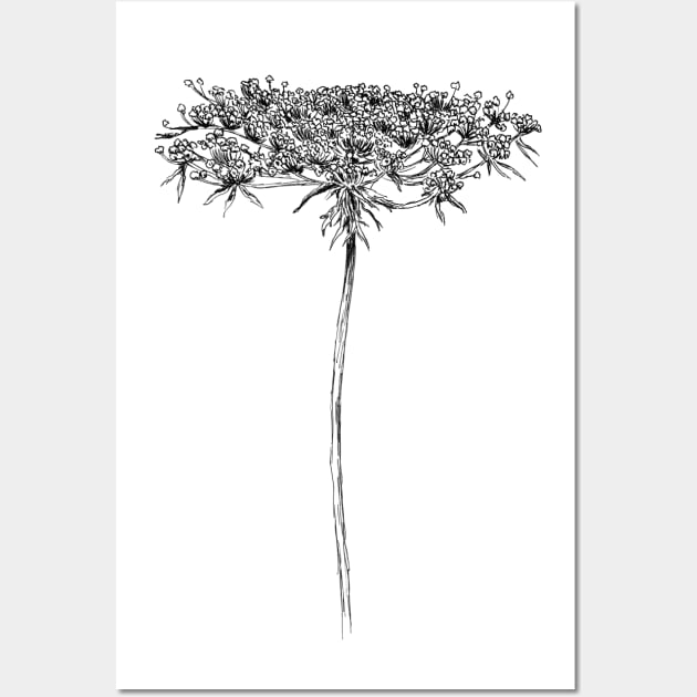 how to draw queen annes lace