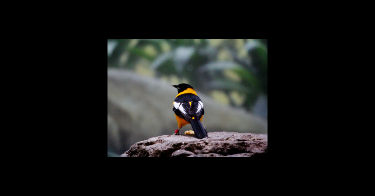 Troupial Feathers - Venezuelan Troupials - Sticker | TeePublic