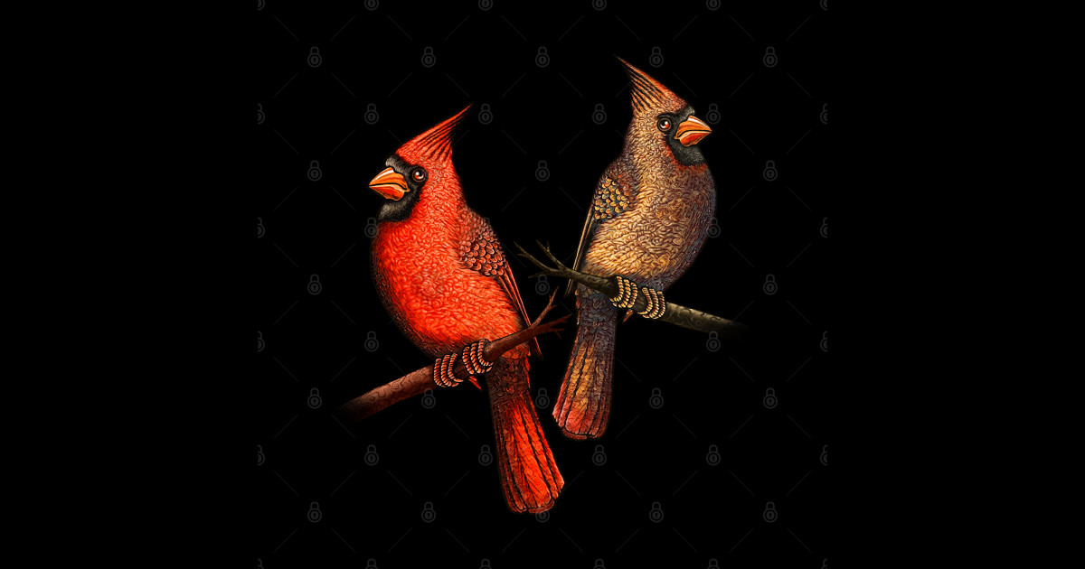 Red Cardinal bird cute cardinals - Red Cardinal Red Cardinal Lover Bird ...
