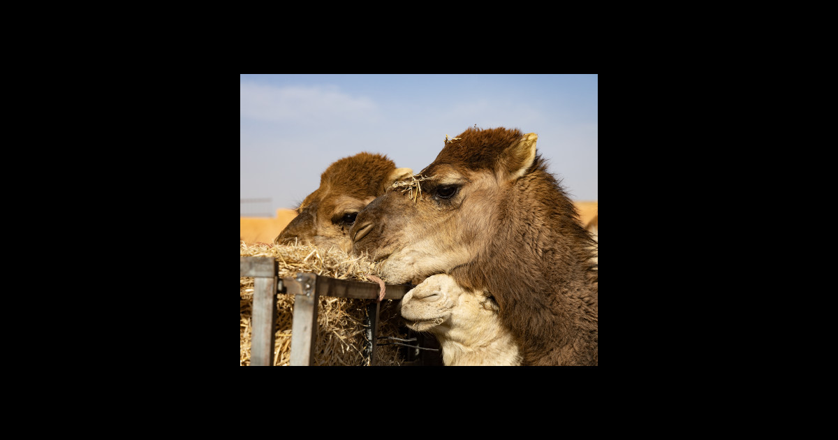 Camels Eating Lunch - Camels - Sticker | TeePublic