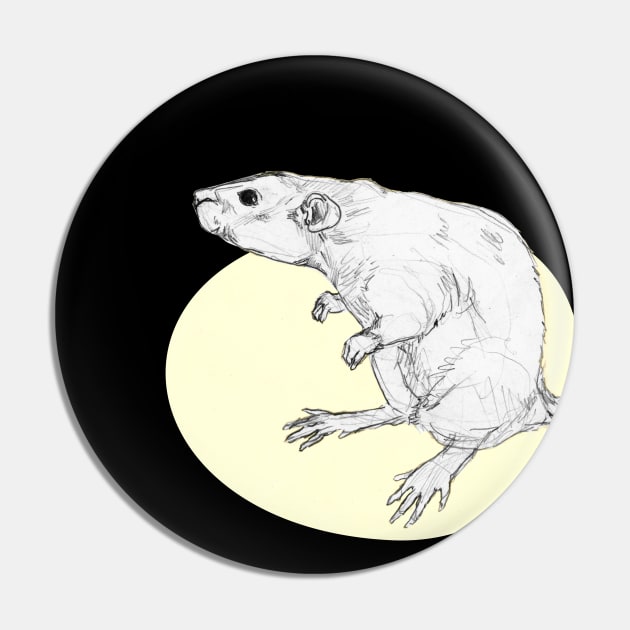 cute rat pencil drawing - Rats - Pin | TeePublic