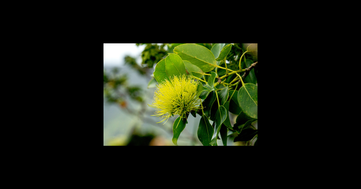 Lehua Mamo, Metrosideros macropus - Lehua - Sticker | TeePublic