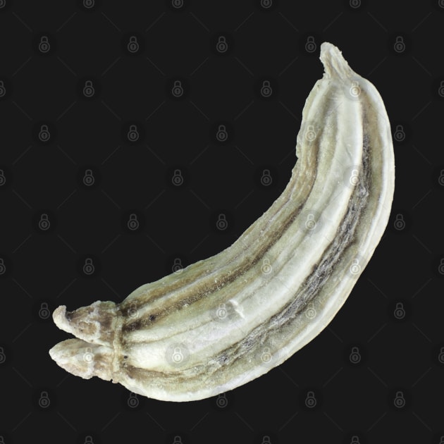 Fennel seed under the microscope - Seeds - T-Shirt | TeePublic