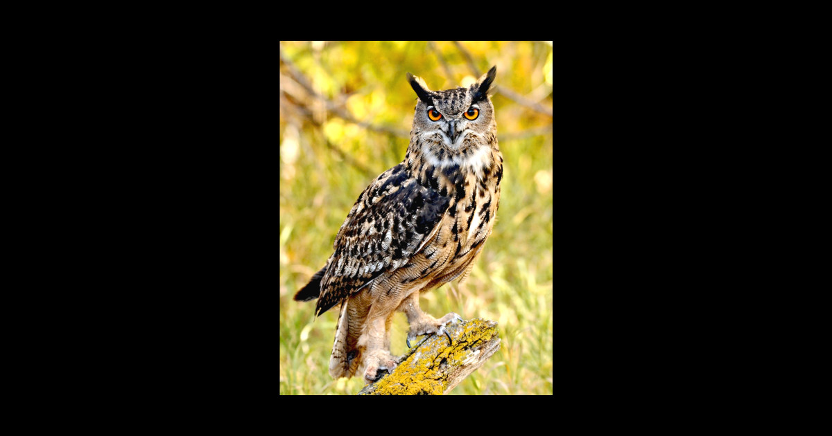 Eurasian Eagle Owl - Owl - Sticker | TeePublic