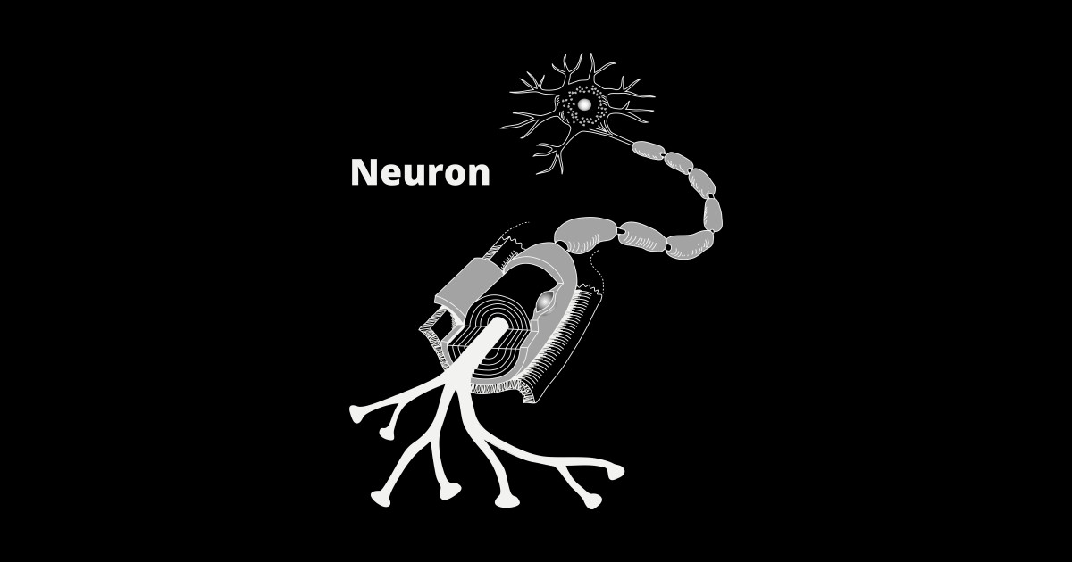 Neuron synapse anatomical structure - Neuron - Posters and Art Prints ...