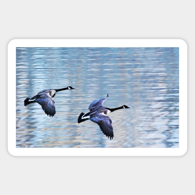 Geese Flying Low - Canada Geese - Sticker | TeePublic