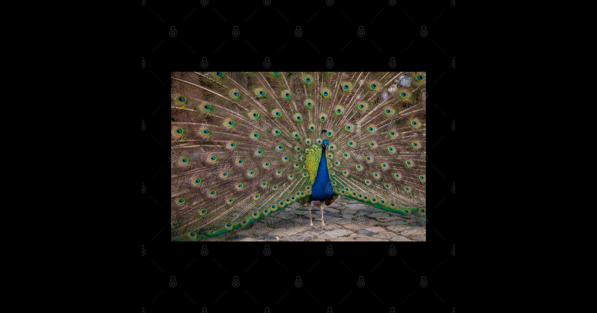 Peacock display - Peacock - Sticker | TeePublic