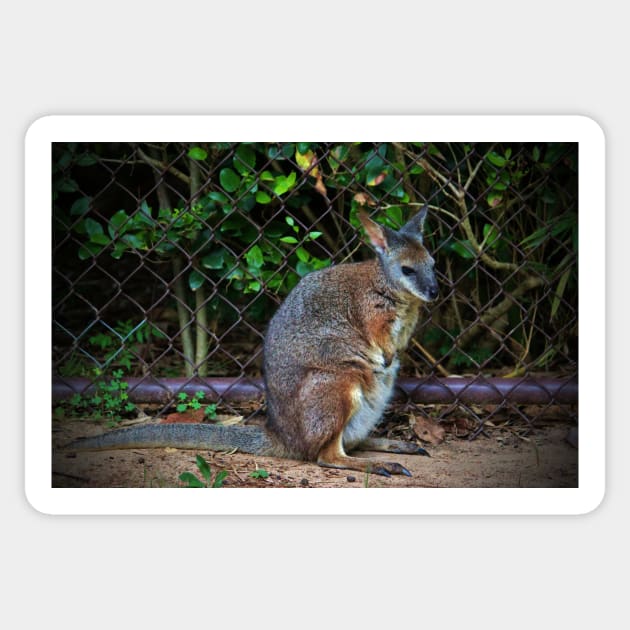 Red Necked Wallaby - Macropus Rufogriseus - Sticker | TeePublic
