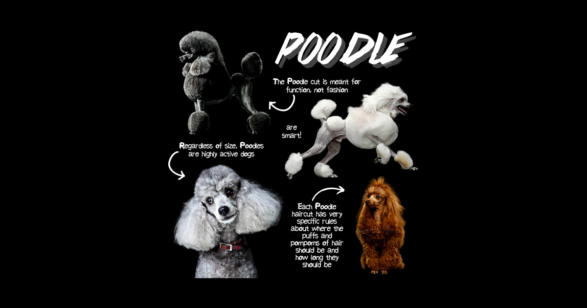 Poodle Fun Facts - Poodle - Sticker | TeePublic