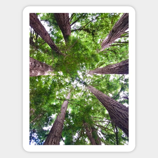Looking up into Redwood trees - Usa - Sticker | TeePublic