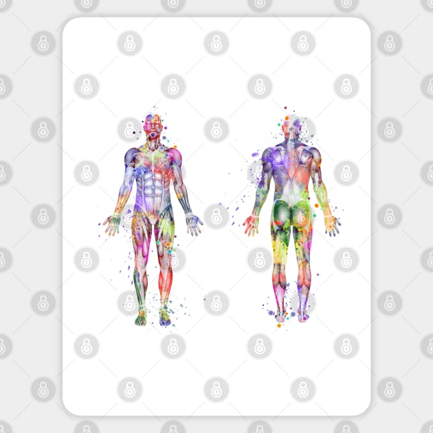Human Body Muscles Watercolor - Anatomy - Sticker | TeePublic