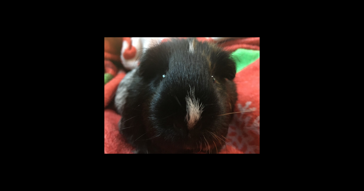 Nose boop pig - Pig - Sticker | TeePublic