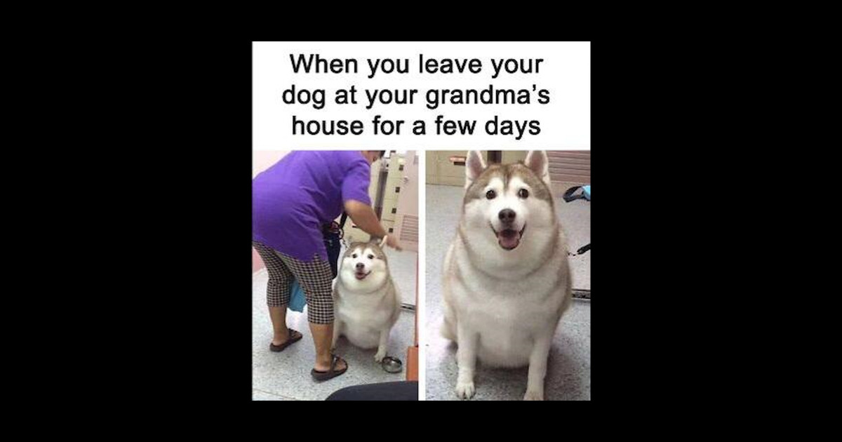 Grandma’s Special Recipe – Overfed Dog Meme - Meme - Sticker | TeePublic