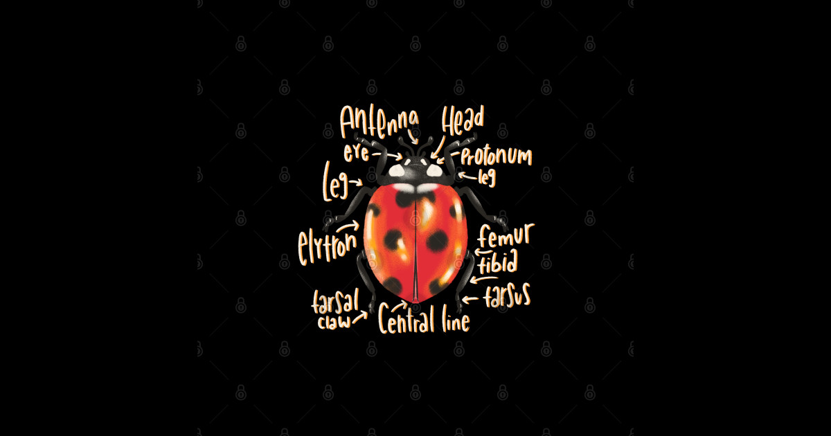 Ladybug illustration with anatomy labels - Ladybug - Sticker | TeePublic