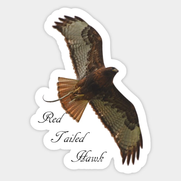 Red Tailed Hawk with Snake - Snake - Sticker | TeePublic