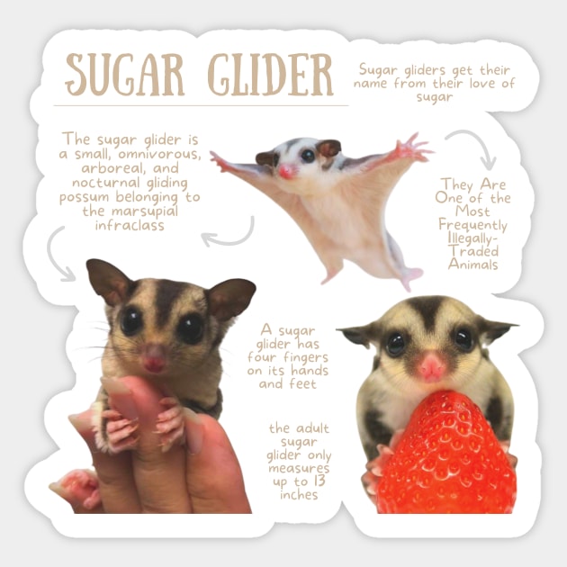 sugar glider facts