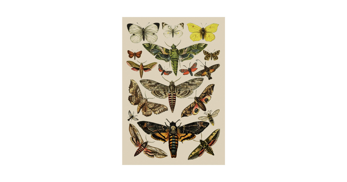 Vintage Scientific Moth Reference Charts - Moths - T-Shirt | TeePublic