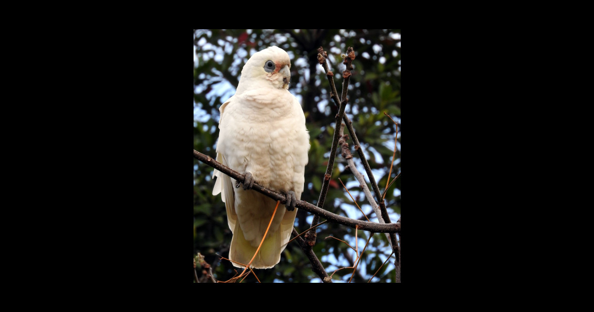 Little Corella - Corella - Sticker | TeePublic