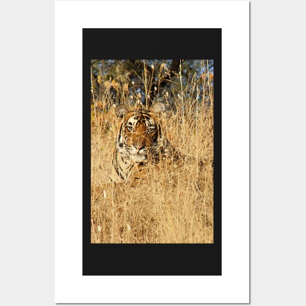 Sub-Adult Male Bengal Tiger - Feline - Posters and Art Prints | TeePublic