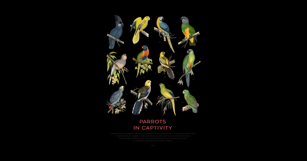 Types of Parrots chart - Types Of Parrots - Sticker | TeePublic