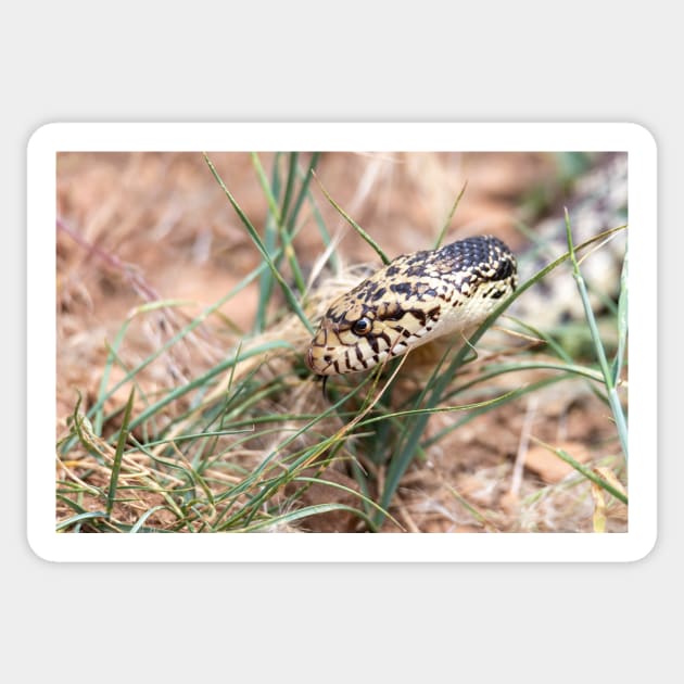 Bull Snake - Bull - Sticker | TeePublic