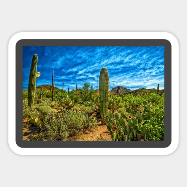 Saguaro National Park - Cactus - Sticker | TeePublic