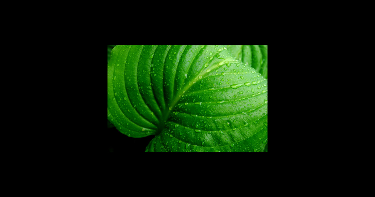 Hosta Leaf - Foliage - Sticker | TeePublic