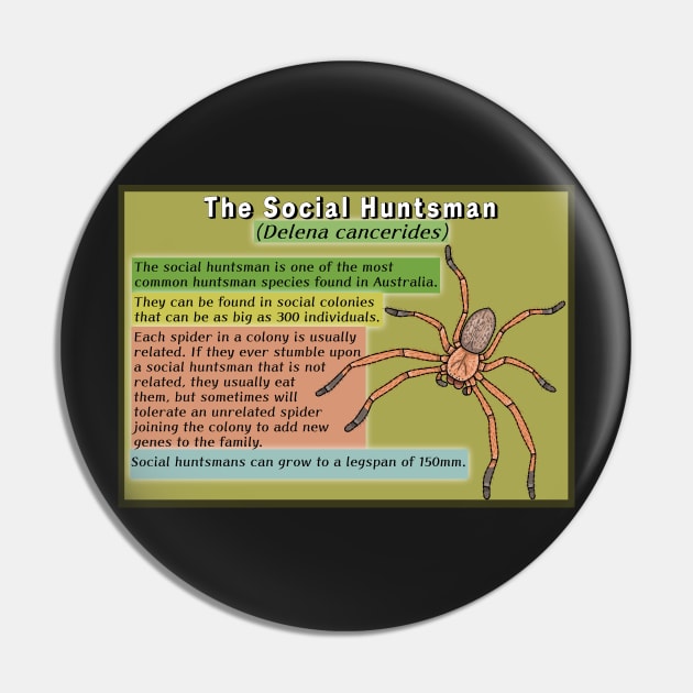 The Social Huntsman (Delena cancerides) Poster - Social Huntsman - Pin ...