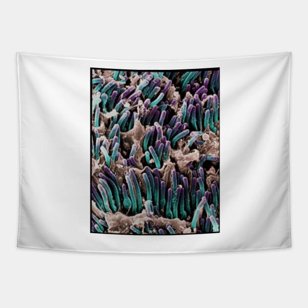 Coloured SEM of rod cells in the retina of the eye (P424/0124 ...