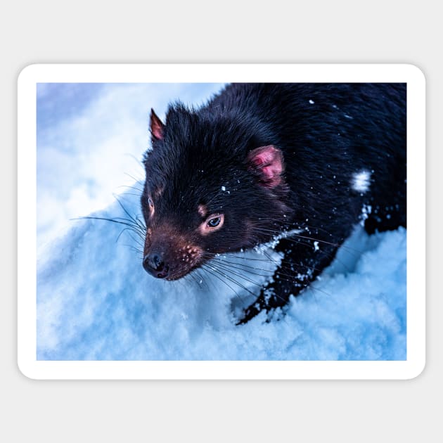 Tasmanian Devil - Tasmanian Devil - Sticker | TeePublic