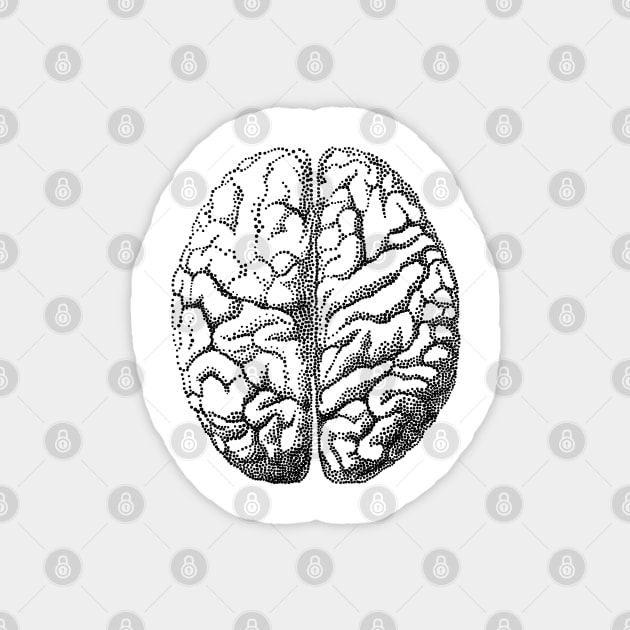 Human brain anatomy - Brain - Magnet | TeePublic