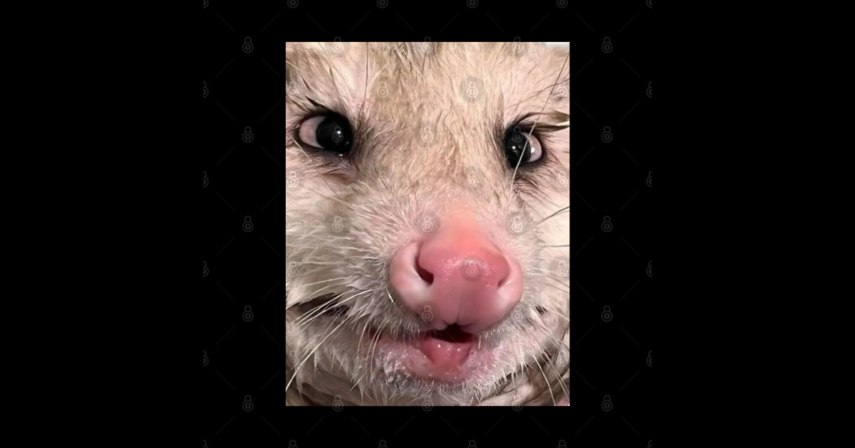 Possum close-up - Possum - Sticker | TeePublic