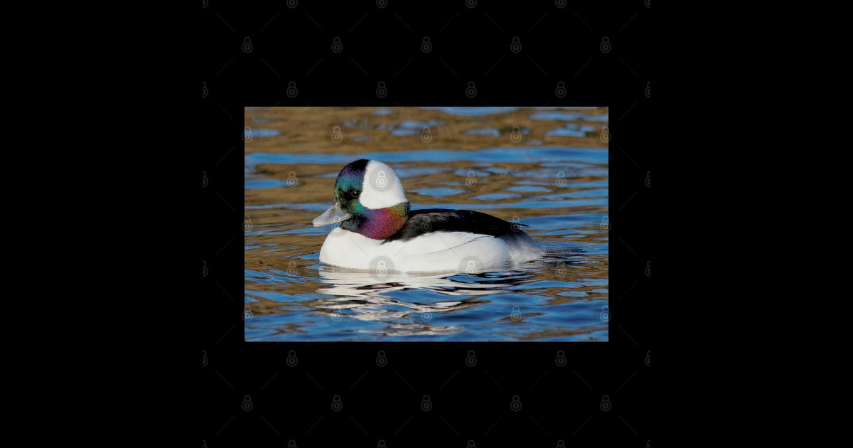 Male Bufflehead Duck at the Pond - Bufflehead Duck - Posters and Art ...