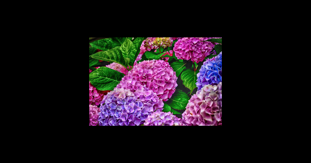 Hydrangeas In Purple And Blue - Hydrangea - Sticker | TeePublic