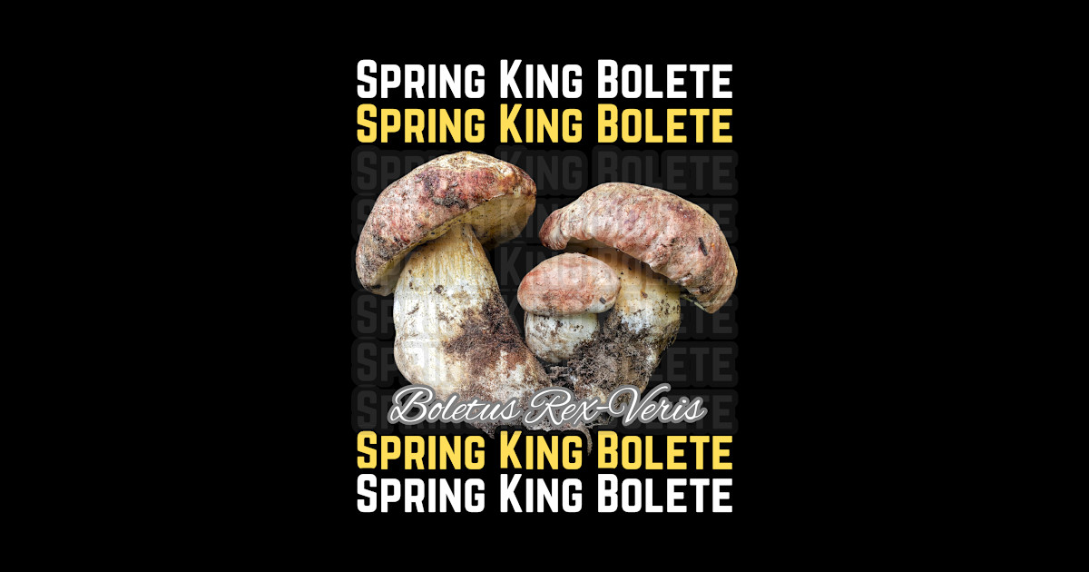 Spring King, Boletus Rex-Veris - Spring King Bolete Mushroom Foraging ...