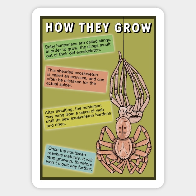 Huntsman spider information poster - Huntsman Spider - Sticker | TeePublic