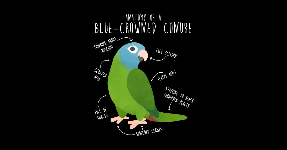Blue-Crowned Conure Parrot Anatomy - Conure - Sticker | TeePublic